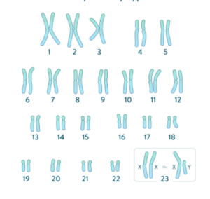 Notions élémentaires: le caryotype et la formule chromosomique 2BAC ...