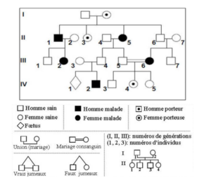 La génétique humaine 2BAC - Kezakoo